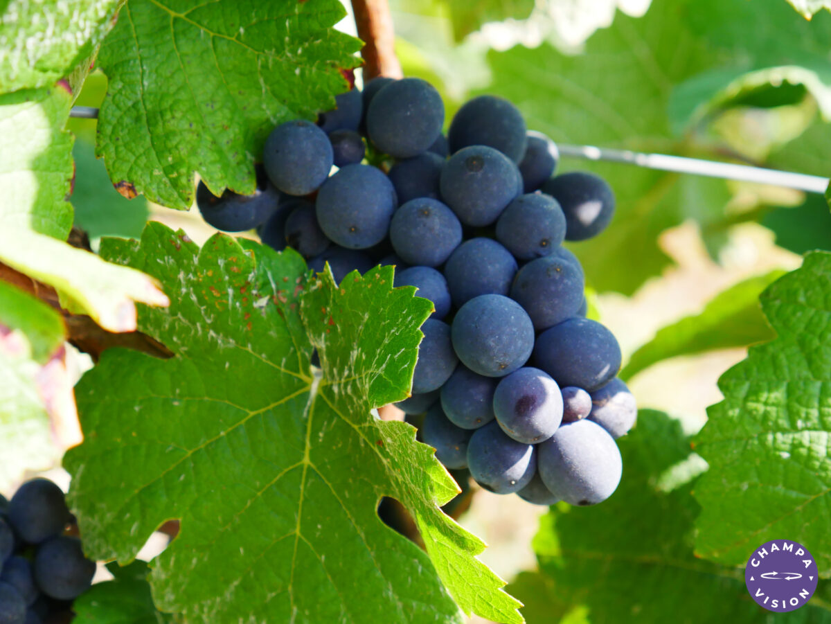 Vendanges 2022 en Champagne - Une Récolte Exceptionnelle